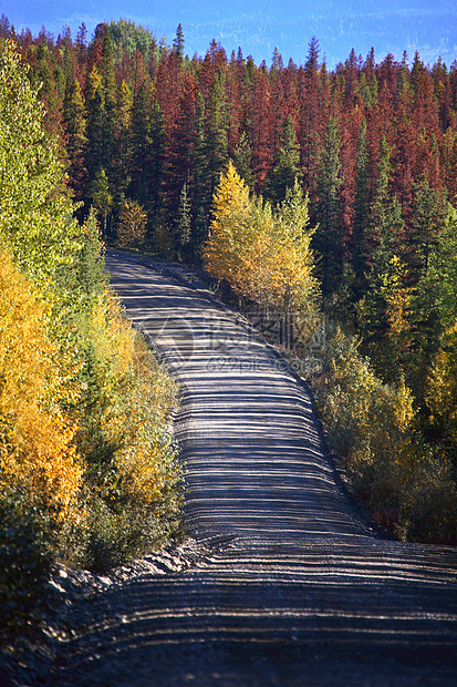 美丽的不列颠哥伦比亚省的秋色和疾病树木风景森林荒野旅行松树高清图片下载-正版图片320614654-摄图网
