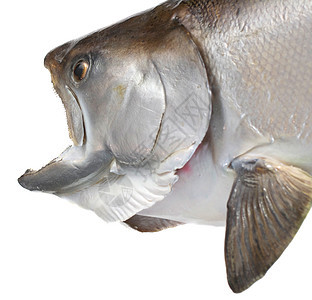 Chinook 鲑鱼头和身体高清图片下载-正版图片320615873-摄图网