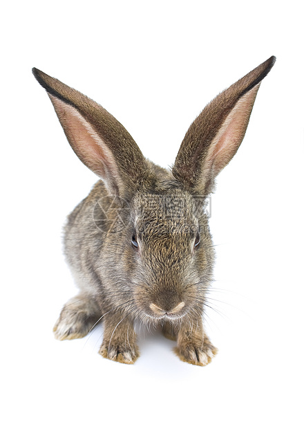 灰色兔子柔软度毛皮美丽野兔居住哺乳动物荒野宠物农业高清图片下载-正版图片320639148-摄图网