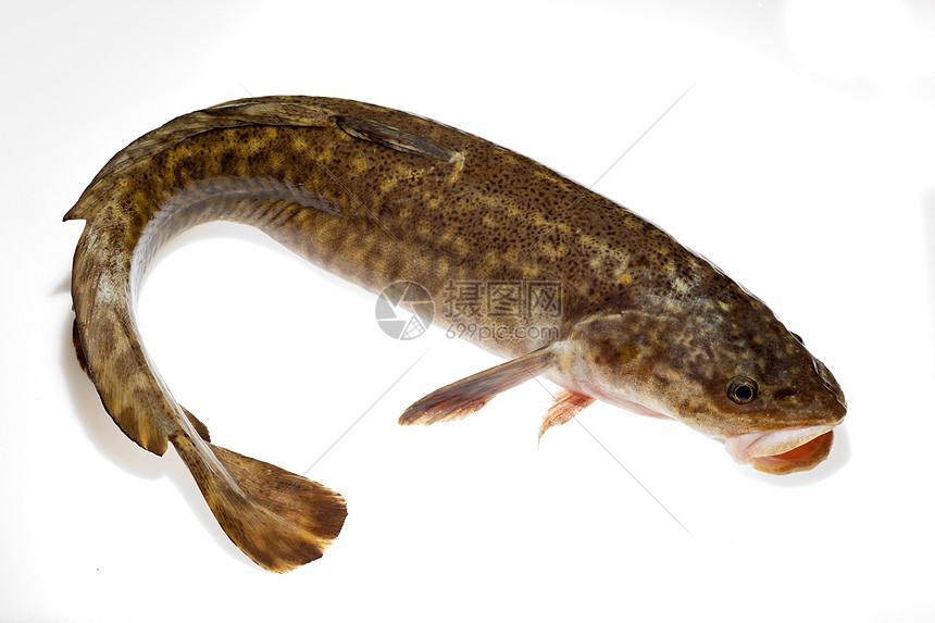 Burbot (Lota Loda) 孤立在白色上高清图片下载-正版图片320651106-摄图网