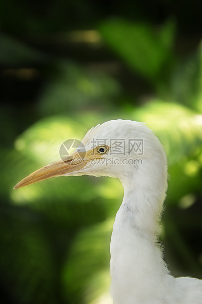 Egret 电子格雷特鸟类野生动物环境眼睛动物群荒野羽毛生态脖子翅膀高清图片下载-正版图片320673007-摄图网