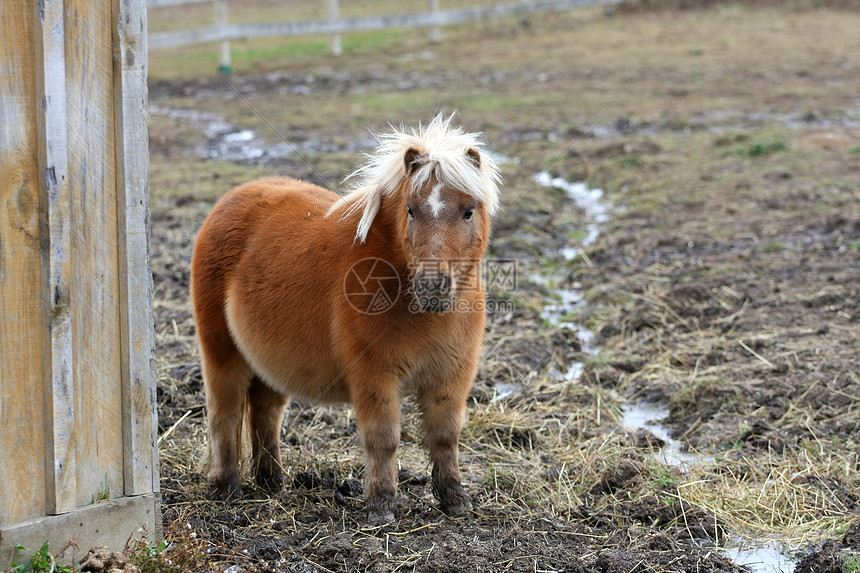 微型马小马宠物草地动物国家尾巴家畜农场鬃毛马匹高清图片下载-正版图片320675541-摄图网