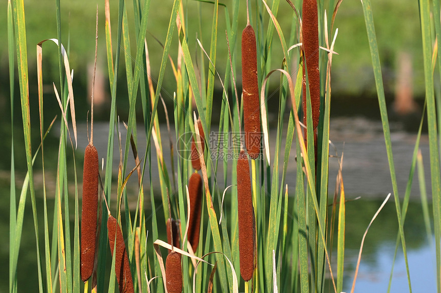 批量笔高清图片下载-正版图片320678496-摄图网
