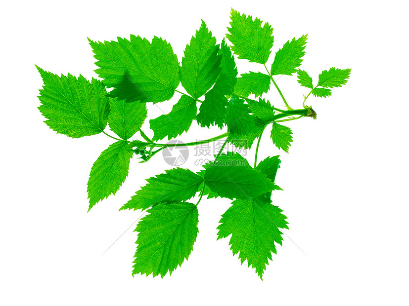 白色背景上的绿芽草莓树果高清图片下载-正版图片320704745-摄图网