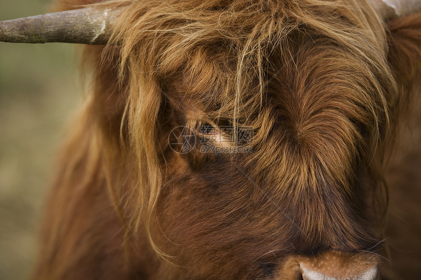 高地牛牛动物家牛兽头毛发高清图片下载-正版图片320711696-摄图网