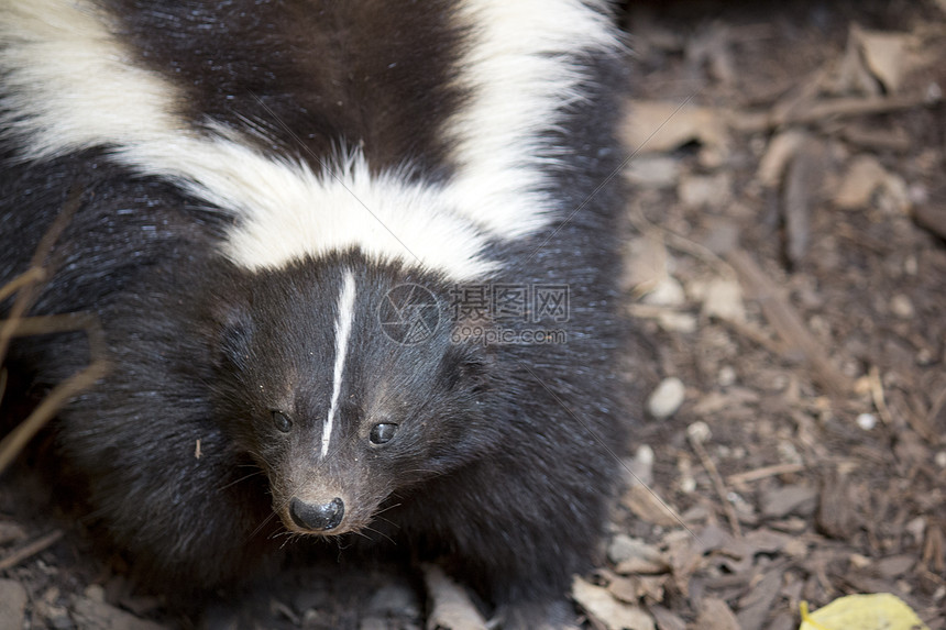 skunk 臭高清图片下载-正版图片320713466-摄图网