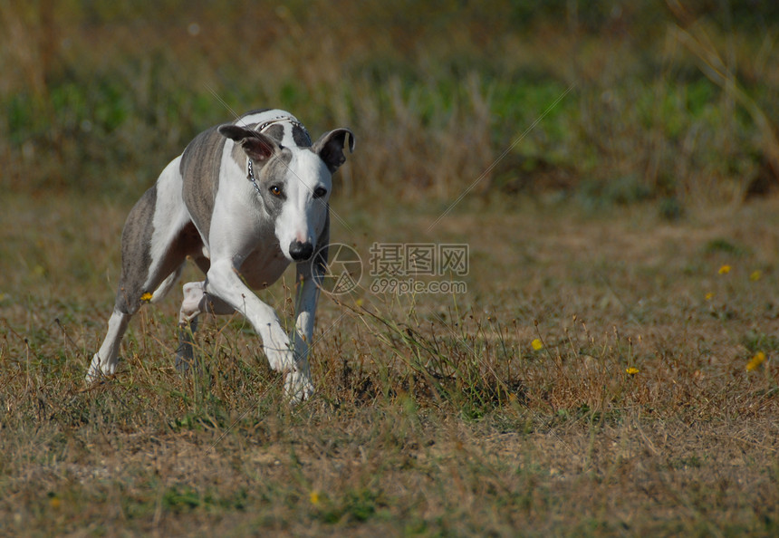 hutopet 320717212 hutopet-320717212