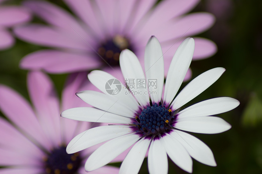 Daisy 流动高清图片下载-正版图片320747510-摄图网