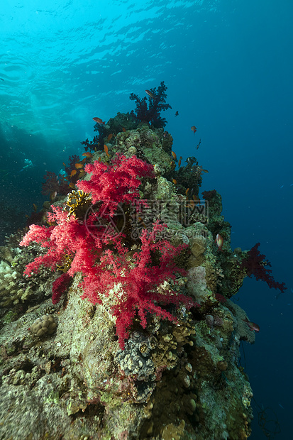 红海热带珊瑚礁射线太阳光潜水情调太阳异国阳光海洋蓝色天堂高清图片下载-正版图片320755949-摄图网