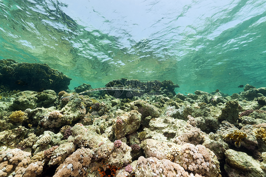 红海的鱼类和热带珊瑚礁射线太阳光阳光异国天堂珊瑚情调蓝色场景太阳高清图片下载-正版图片320757594-摄图网