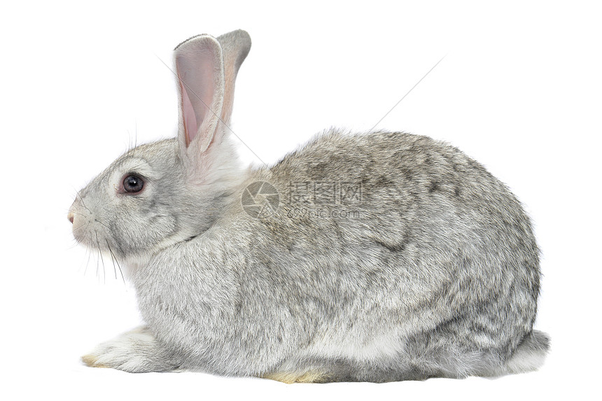 灰色兔子生物荒野宠物白色家畜配种农场农业野生动物乐趣高清图片下载-正版图片320759670-摄图网