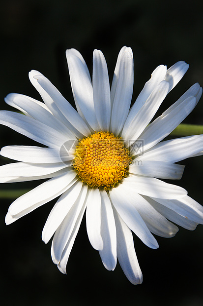 Oone Daisy 单高清图片下载-正版图片320760241-摄图网