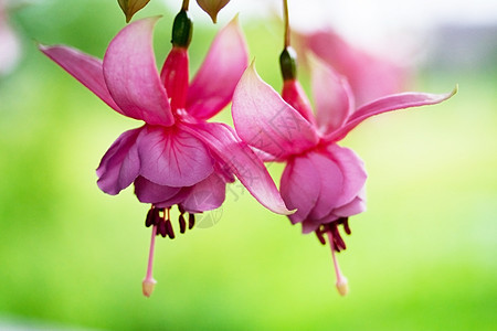 Fuchsia 花朵宏观叶子紫红色植物群植物学杂交种花瓣花园热带植物高清图片下载-正版图片320750951-摄图网