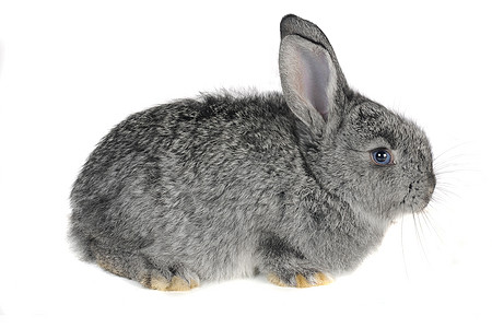 田野里的灰兔图片_田野里的灰兔素材_田野里的灰兔高清图片_摄图网图片下载
