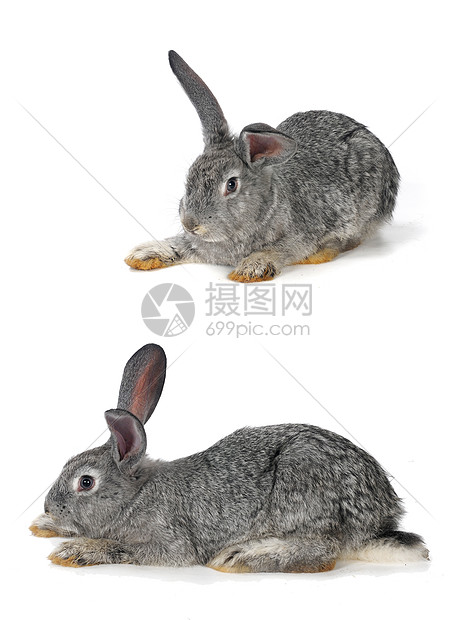 灰色兔子白色房子哺乳动物宠物动物野性农场荒野家畜农业高清图片下载-正版图片320772263-摄图网