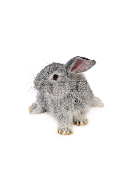 灰色兔子荒野野性家畜农业哺乳动物动物白色房子农场宠物高清图片下载-正版图片320772292-摄图网