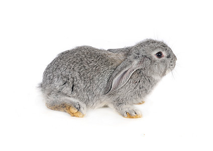 灰色兔子家畜野性农场荒野宠物白色动物哺乳动物农业房子高清图片下载-正版图片320772294-摄图网