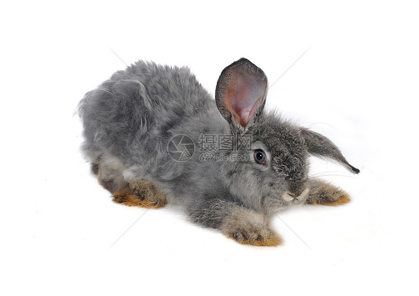 灰色兔子家畜野性农场荒野宠物白色动物哺乳动物农业房子高清图片下载-正版图片320772294-摄图网