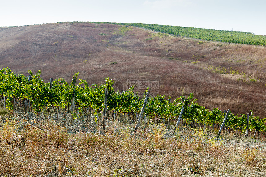 位于蒙塔尔西诺的松树庄园 T区高清图片下载-正版图片320784583-摄图网