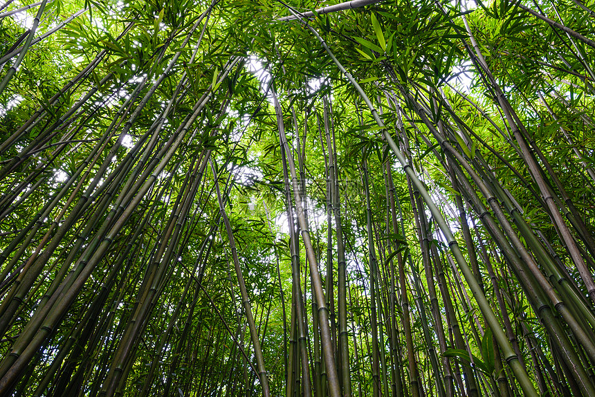竹竹林植被异国世界佛教徒树干花园遗产情调生长森林高清图片下载-正版图片320795334-摄图网