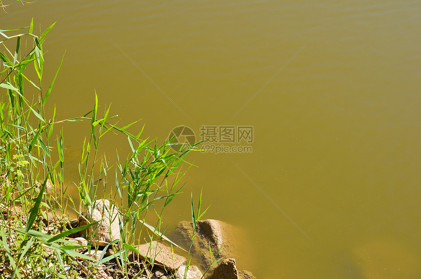 池塘上的Reeds叶子绿色石头高清图片下载-正版图片320814654-摄图网