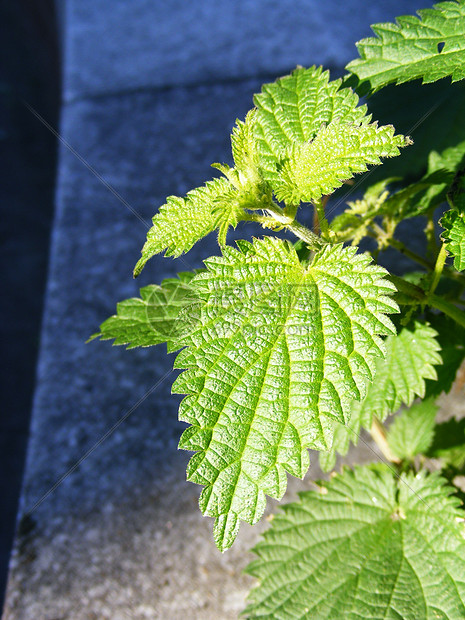 特写 Nettles高清图片下载-正版图片320824036-摄图网
