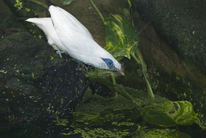 巴厘岛 Myna高清图片下载-正版图片320824270-摄图网