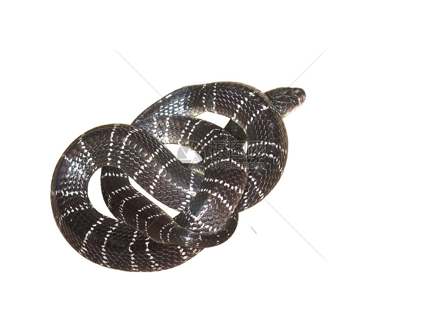 危险毒蛇Krait高清图片下载-正版图片320840767-摄图网