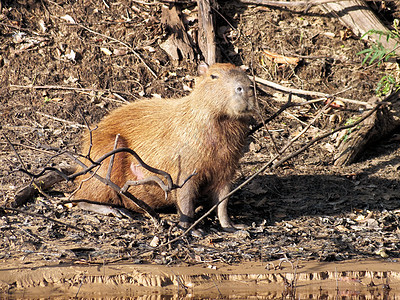 卡皮巴拉肖像高清图片下载-正版图片321723980-摄图网