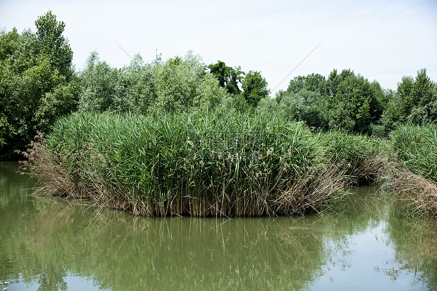 湖植物植被农村芦苇乡村旅行洞穴沼泽康复旅游高清图片下载-正版图片320880314-摄图网