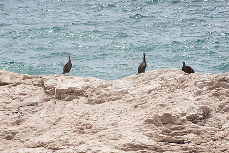欧洲Shags保护区鲸鱼种类动物鸬鹚羽毛自然保护区野生动物岩石高清图片下载-正版图片320896954-摄图网