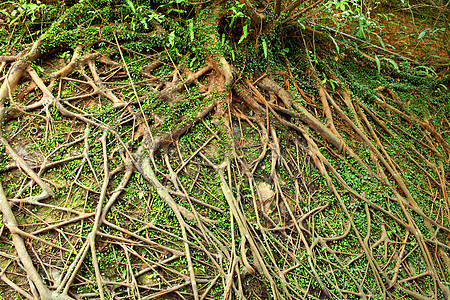 树根根岩石纠纷植物生活土壤农业地球场地园艺森林高清图片下载-正版图片322167728-摄图网