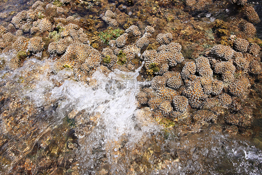 泰拉Tahla沿海低潮期浅水珊瑚海洋海景丛林潮汐海滩潜水浮潜旅行低潮冒险高清图片下载-正版图片320925804-摄图网