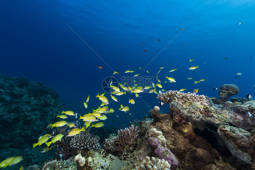 红海热带水域的蓝色条纹鱼海洋天堂阳光生活情调太阳异国植物珊瑚笛鲷高清图片下载-正版图片320930146-摄图网