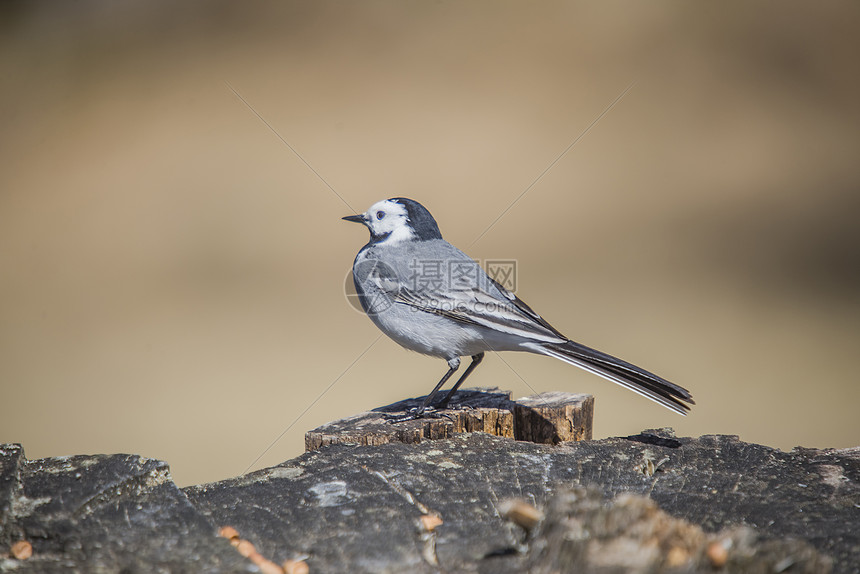 在树桩上的白长尾生活羽毛动物群眼睛鸟类学收藏动物尾巴鹡鸰荒野高清图片下载-正版图片321012248-摄图网