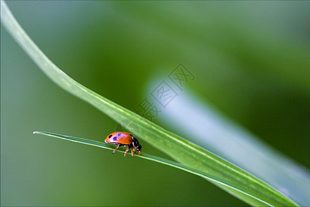 Bug图片_Bug素材_Bug高清图片_摄图网图片下载