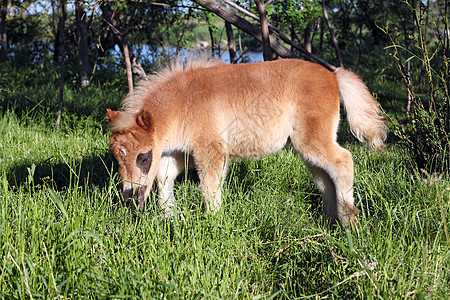 在牧场上骑着小马的小马高清图片下载-正版图片321047597-摄图网