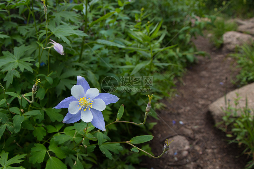 Columbine 由路道旁的Columbine高清图片下载-正版图片321052452-摄图网