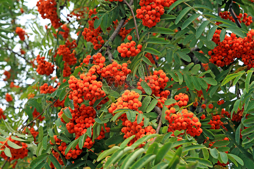 城市公园中的草莓树水果红色草本收成公园白色植物食物叶子植物群高清图片下载-正版图片321077514-摄图网