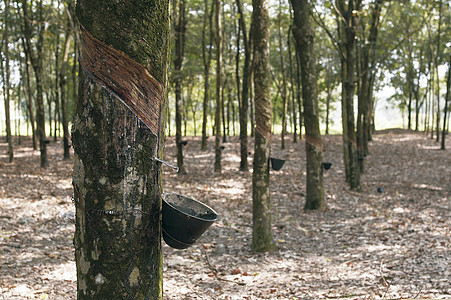 橡胶树生长环境树干庄园收获植物植物群阴影种植园乳胶高清图片下载-正版图片321015457-摄图网
