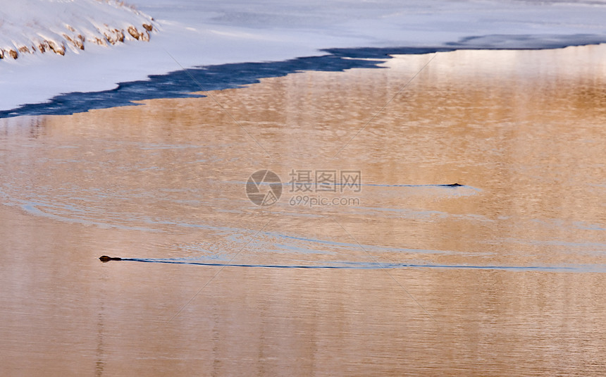 冬季Mushrat游泳毛皮猫头鹰捕食者野生动物荒野眼睛棕色哺乳动物羽毛动物高清图片下载-正版图片321147898-摄图网