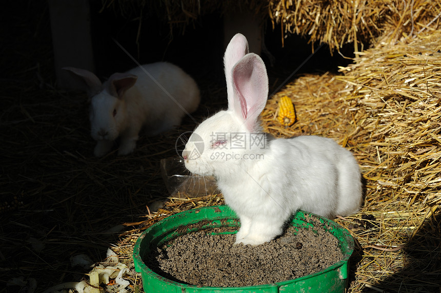 白兔子宠物动物稻草毛皮农场白色食物哺乳动物高清图片下载-正版图片321165800-摄图网
