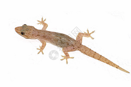 马达加斯加树 Boa食肉蟒蛇生物软骨宠物工作室动物宏观爬虫皮肤高清图片下载-正版图片320262506-摄图网