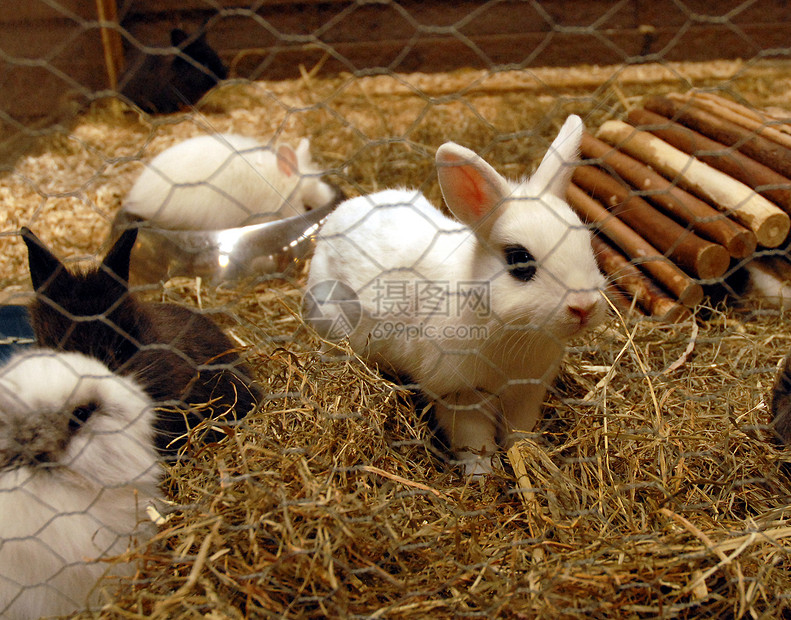 年轻兔子稻草白色宠物棕色农场毛皮动物高清图片下载-正版图片321170691-摄图网