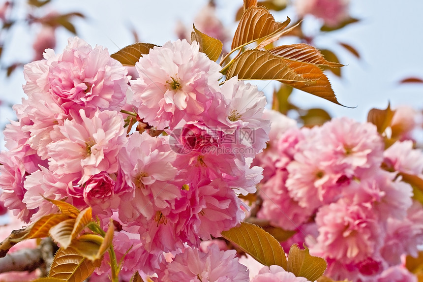 粉红鲜花花期季节性粉色花朵季节高清图片下载-正版图片321173962-摄图网