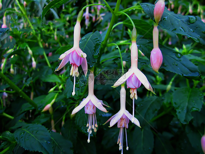 蜂鸟Fuchsia花朵高清图片下载-正版图片321202462-摄图网