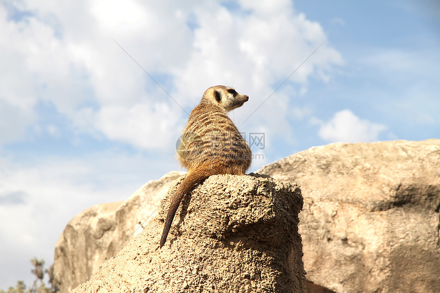 放松的米尔卡特Meerkat眼睛动物园生态猫鼬野生动物生物哺乳动物头发天空鼻子高清图片下载-正版图片321204430-摄图网