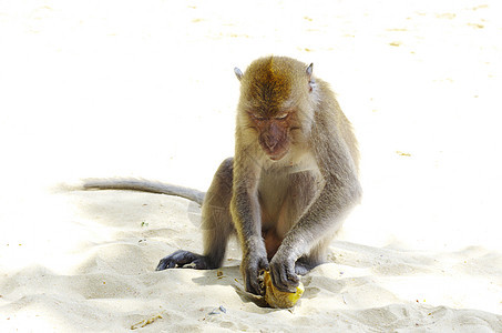 环尾狐猴毛皮黑色哺乳动物动物野生动物尾巴脊椎动物白色灵长类高清图片下载-正版图片320565186-摄图网