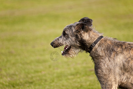 狗展示秀场宠物舞步动物会议赛车小狗跑步跑道高清图片下载-正版图片321236759-摄图网
