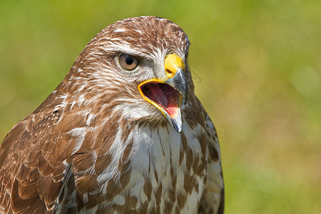 费鲁吉努斯鹰或布提亚regalis眼睛野生动物食肉猎人捕食者帝王紫铆动物尖叫猎物高清图片下载-正版图片321260416-摄图网